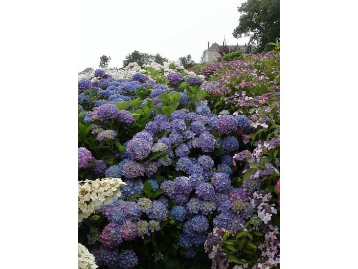 Hortensia Mathilde Gutges
