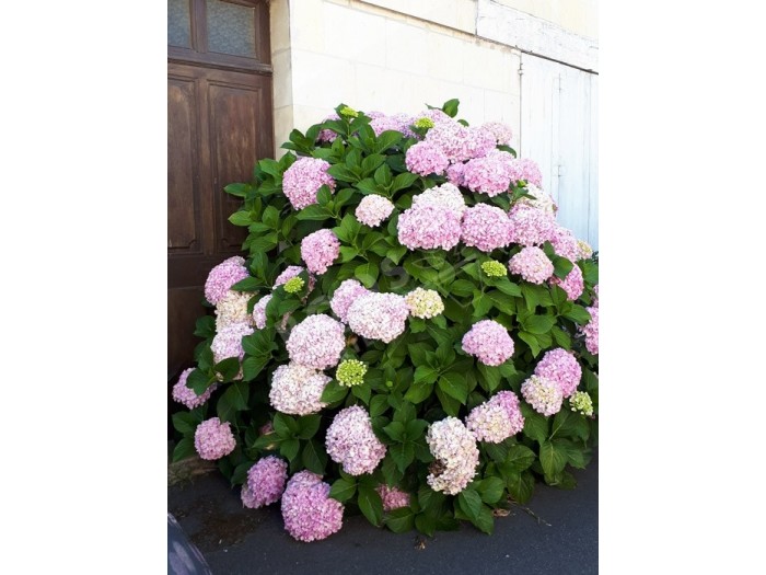 HORTENSIA Hydrangea macrophylla Otaksa