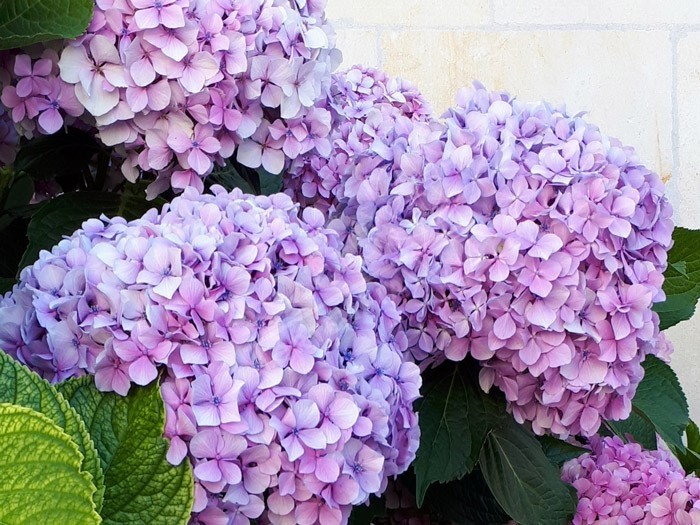 HORTENSIA Hydrangea macrophylla Otaksa