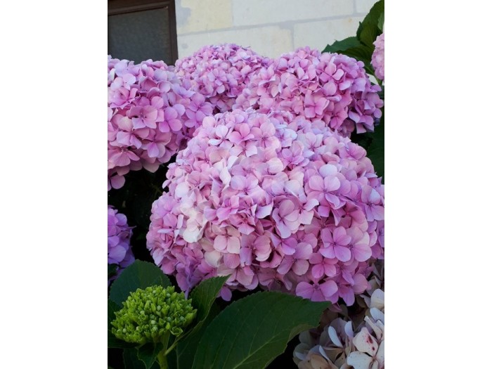 HORTENSIA Hydrangea macrophylla Otaksa
