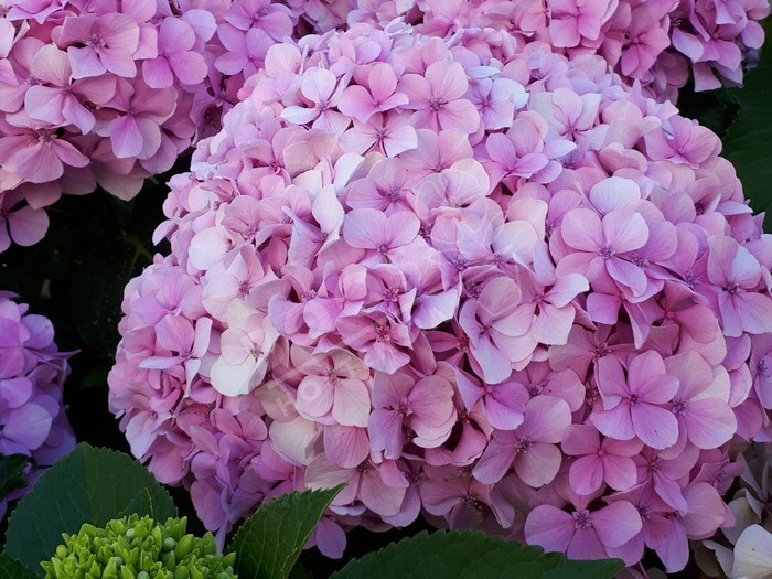 HORTENSIA Hydrangea macrophylla Otaksa