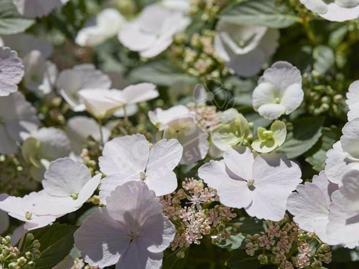 Hortensia Runaway Bride