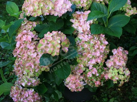 Hydrangea macrophylla HORTENSIA Valvert - Nouveauté