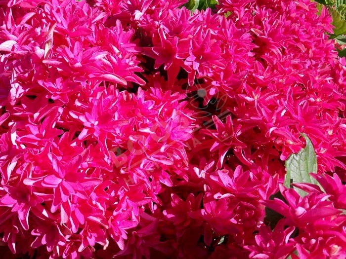 HORTENSIA You&Me® 'Wow Time' - Effet Waouh au jardin