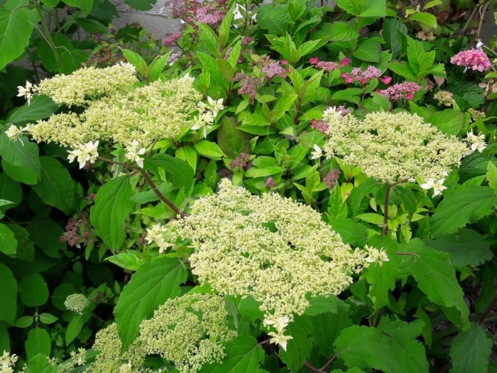 Hydrangea arborescens Hayes Starburst