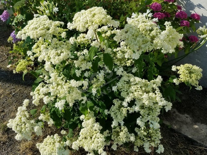 Hydrangea arborescens Hayes Starburst