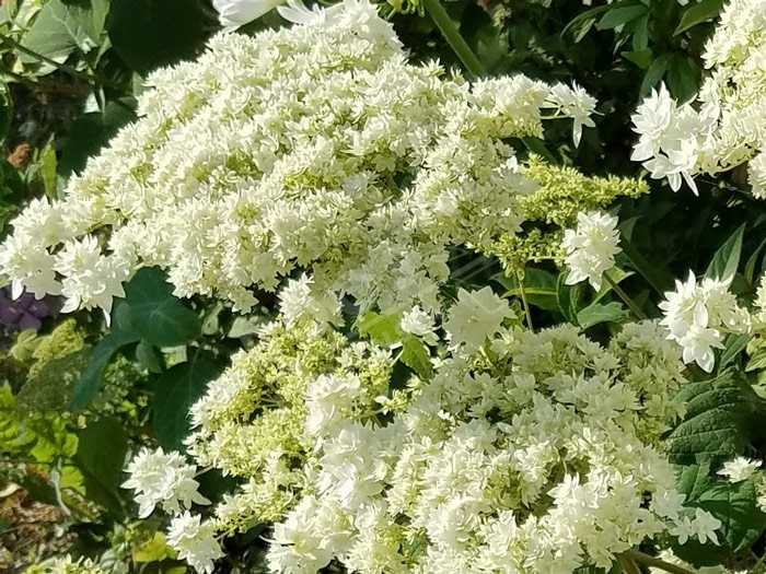 Hydrangea arborescens Hayes Starburst