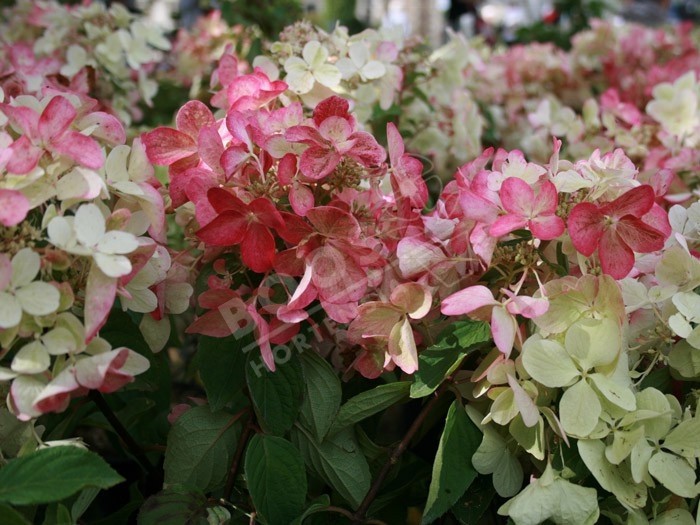 Hydrangea paniculata Diamant Rouge