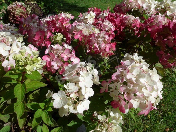 Hydrangea paniculata Diamant Rouge