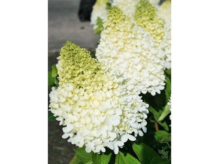 Hydrangea paniculata Magical ® sweet summer