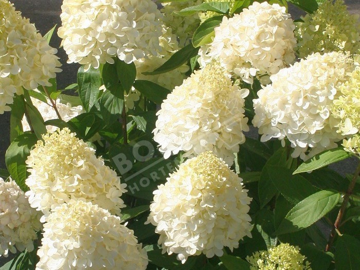 Hydrangea paniculata Magical ® sweet summer