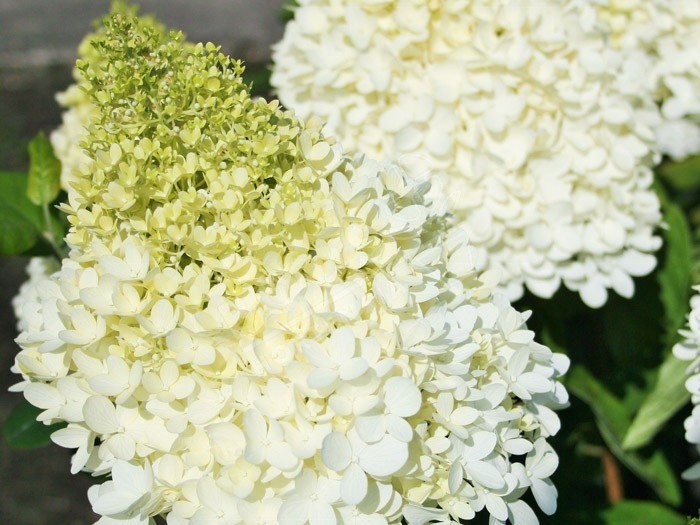 Hydrangea paniculata Magical ® sweet summer