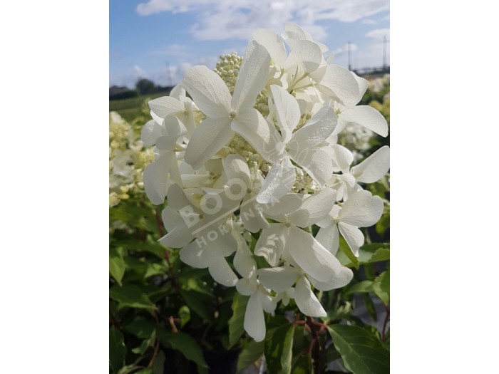 Hydrangea paniculata Hydream® 'Cathy'