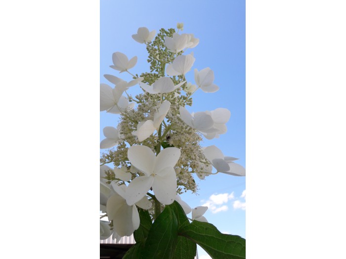 Hydrangea paniculata Papillon