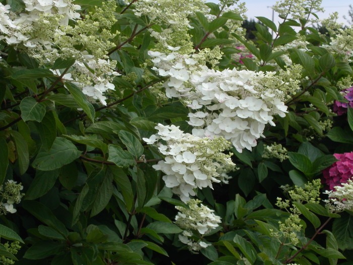 Hydrangea paniculata Papillon