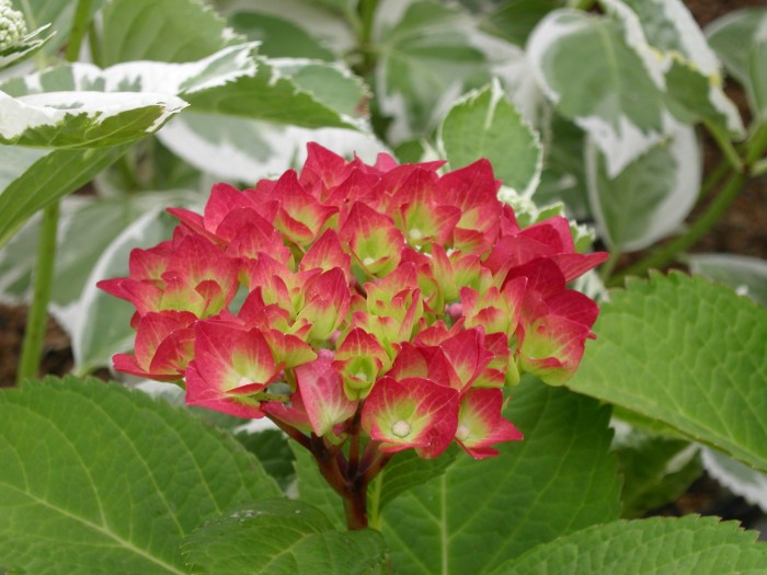 Vente d' Hydrangea macrophylla HORTENSIA Green Shadow