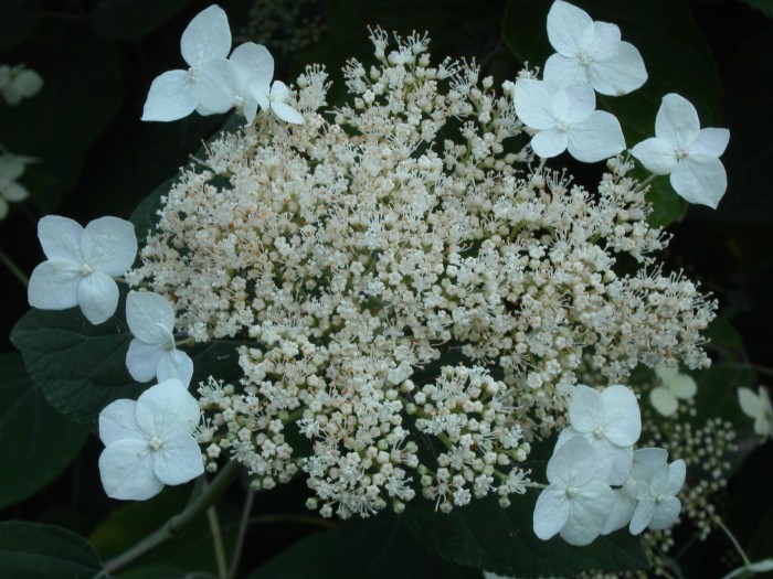 Hydrangea arborescens Radiata