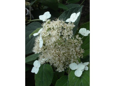 Hydrangea arborescens Radiata