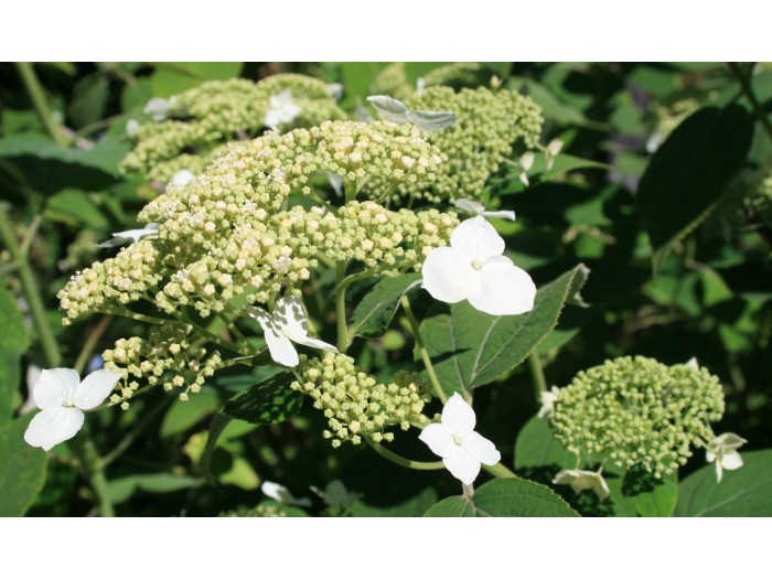 Hydrangea arborescens Radiata