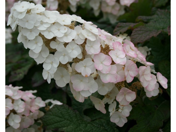 Hydrangea quercifolia Snow Queen
