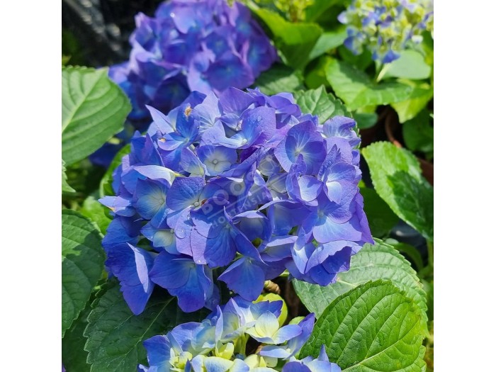Hortensia - Hydrangea macrophylla