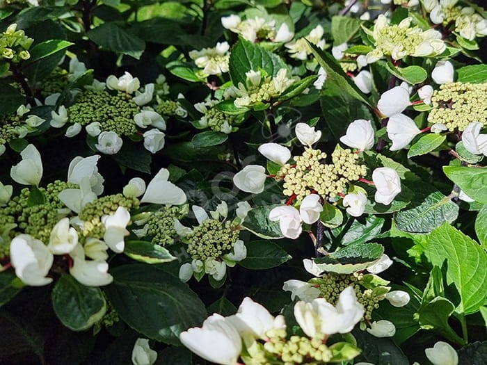 Hortensia Choco Chic Vente en ligne