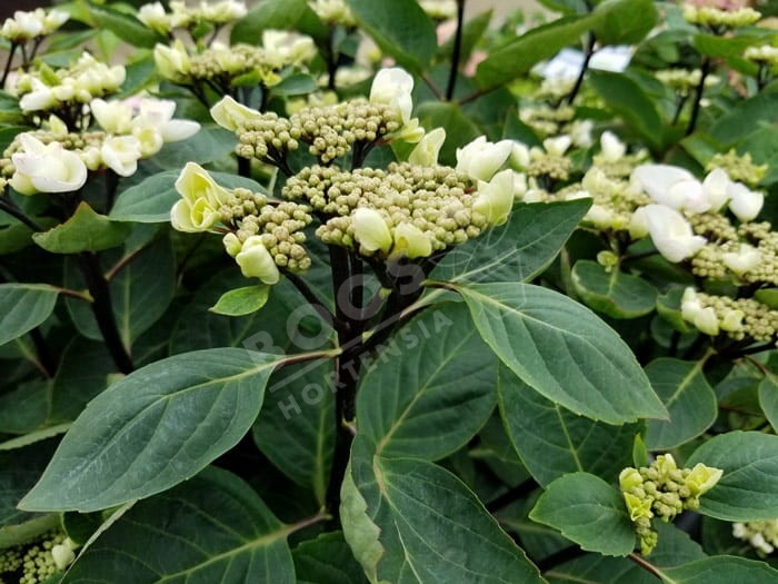 Hortensia Choco Chic Vente en ligne