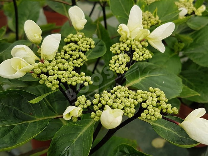 Hortensia Choco Chic Vente en ligne