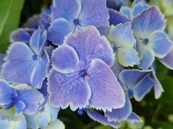 Hortensia Hydrangea macrophylla Bel Alexandre