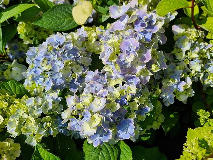 Hortensia Hydrangea macrophylla Bel Alexandre