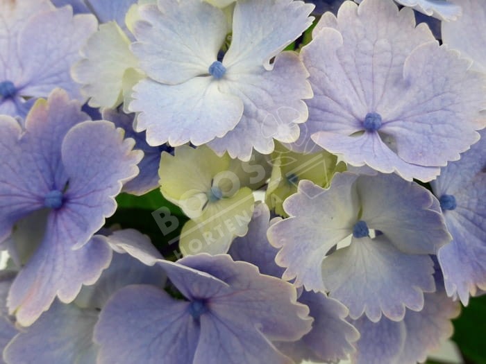 Hortensia Hydrangea macrophylla Bel Alexandre