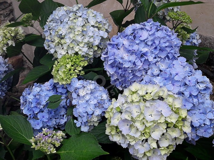 Hortensia Hydrangea macrophylla Bel Alexandre