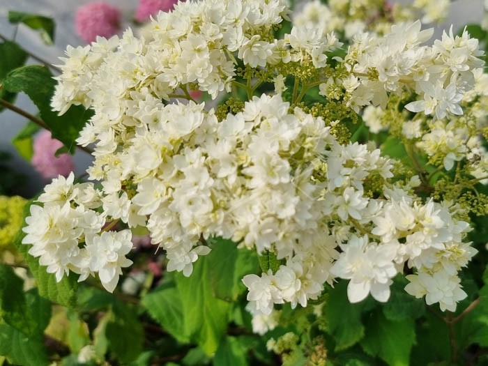 Hydrangea arborescens Hayes Starburst