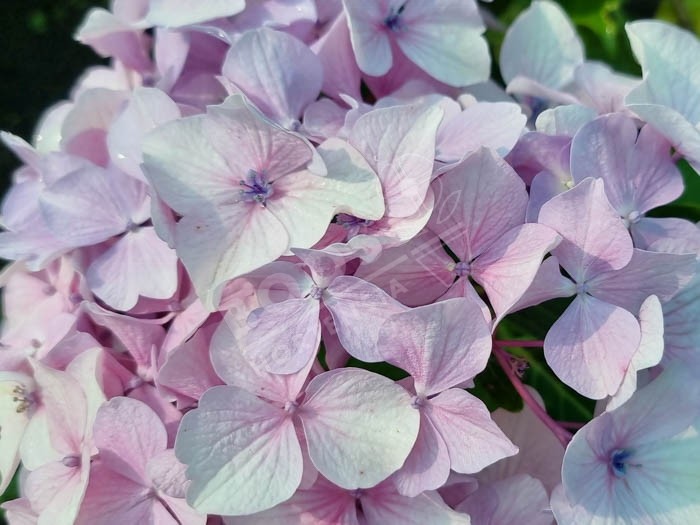 HORTENSIA Hydrangea macrophylla Otaksa