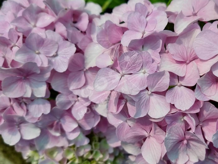 HORTENSIA Hydrangea macrophylla Otaksa