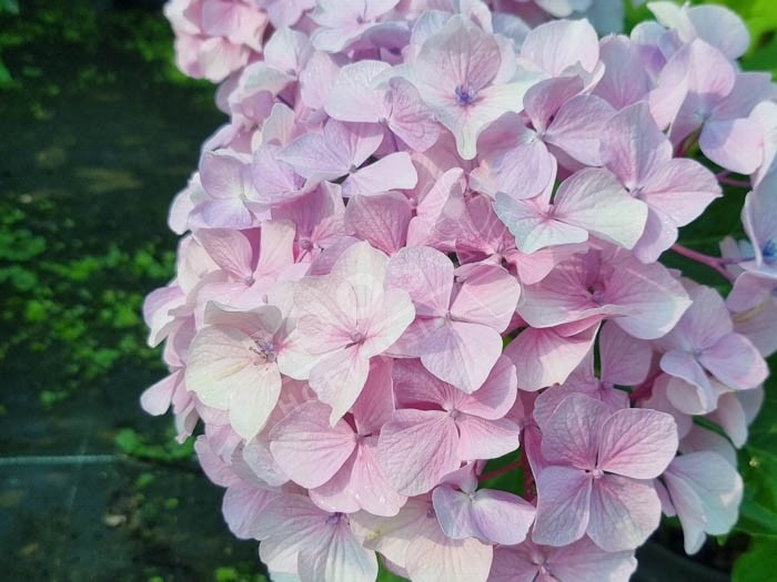 HORTENSIA Hydrangea macrophylla Otaksa