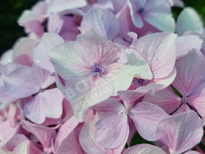 HORTENSIA Hydrangea macrophylla Otaksa