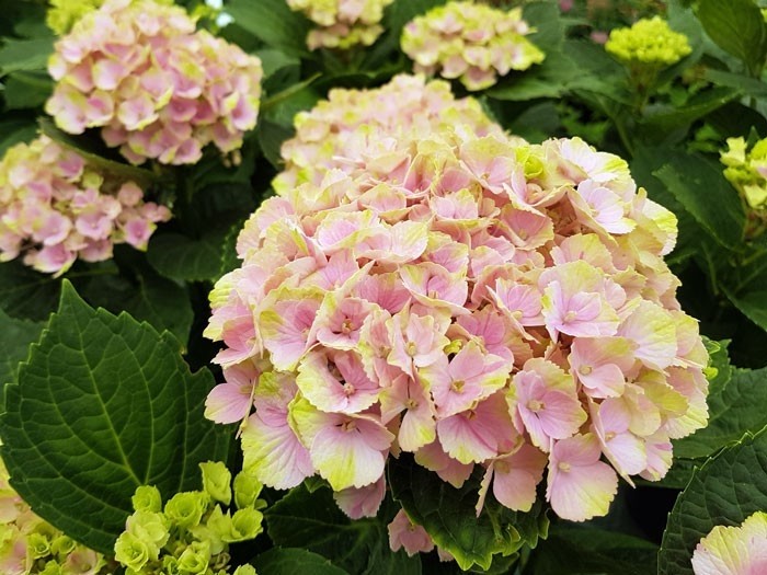 Hortensia HYDREAM® 'Kalei'- Producteur Boos Hortensia Angers