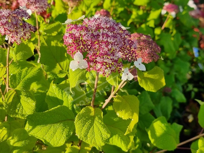 HYDRANGEA arborescens 'Red Hollow Road' - Producteur Boos Hortensia Angers