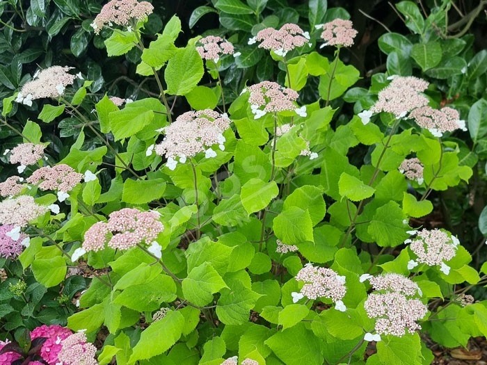 HYDRANGEA arborescens 'Red Hollow Road' - Producteur Boos Hortensia Angers