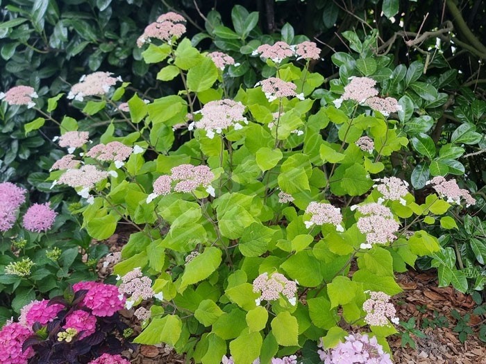 HYDRANGEA arborescens 'Red Hollow Road' - Producteur Boos Hortensia Angers