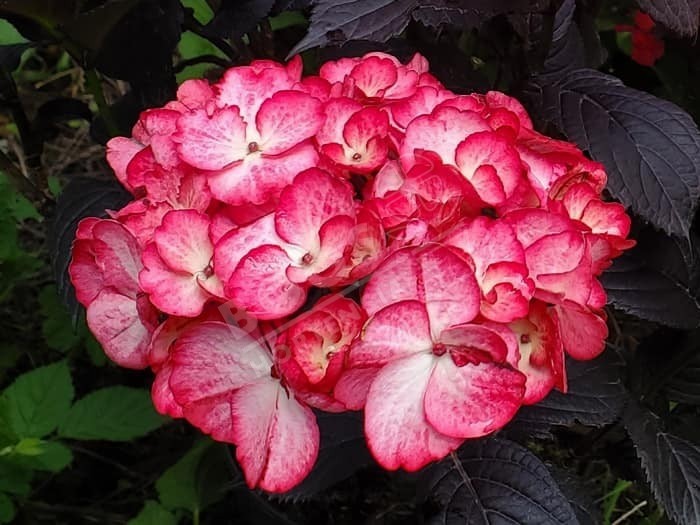 Choix de variétés d'Hydrangea serrata - Vente en ligne