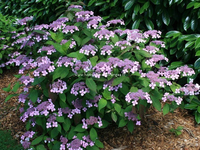 Hydrangea serrata Blue Bird